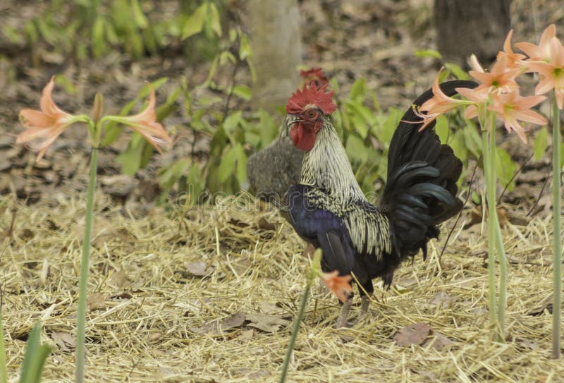 Bantams stock image. Image of fowl, cute, bird, agriculture - 142699869