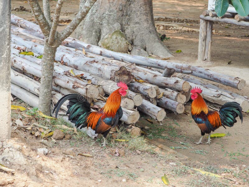 Bantams on the ground. stock image. Image of chick, tree - 69100153
