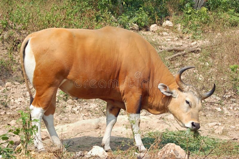 Banteng or Red Bull stock photo. Image of field, large - 34426578