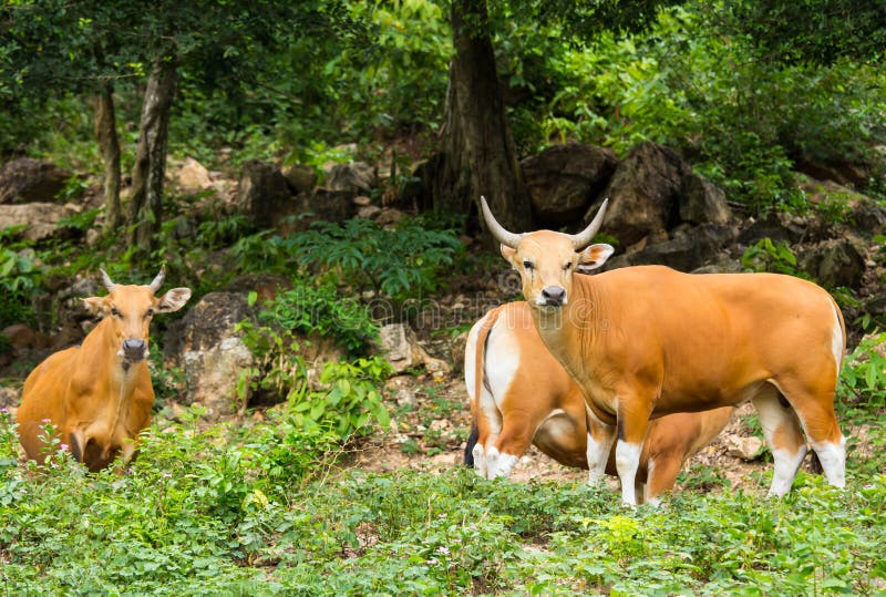 Banteng or Red Bull stock photo. Image of field, large - 34426578