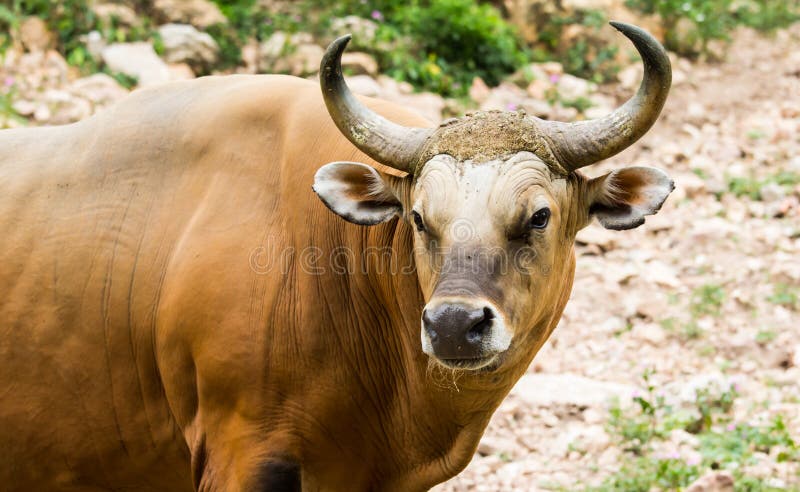 Banteng stock image. Image of cattle, thai, feed, mammal - 25157247