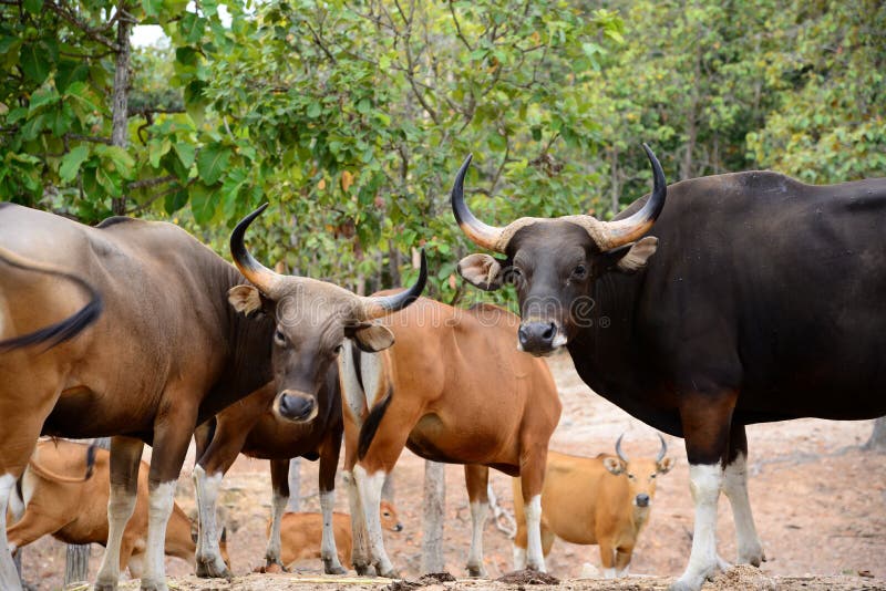 Banteng Live InKhao Kheow Open Zoo. Stock Photo - Image of open ...