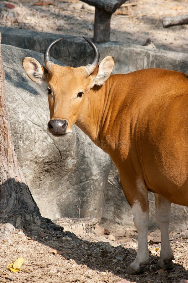 Banteng stock image. Image of save, hunt, animal, rainforest - 38680369
