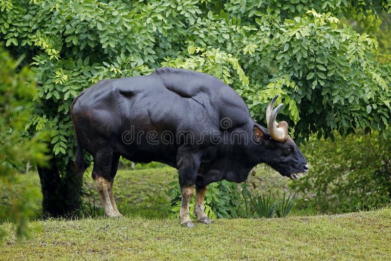 BANTENG bos javanicus stock photo. Image of banteng - 170115190