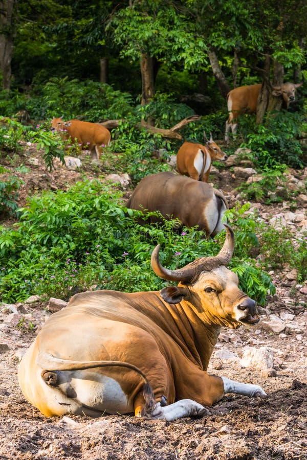 Banteng (Bos Javanicus) in Evening Sunlight Stock Photo - Image of ...