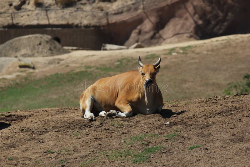 Banteng (Bos javanicus) stock image. Image of wild, female - 75609457