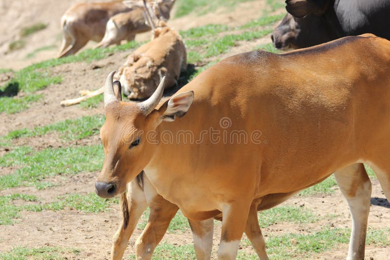 Banteng (Bos javanicus) stock photo. Image of banteng - 75609482