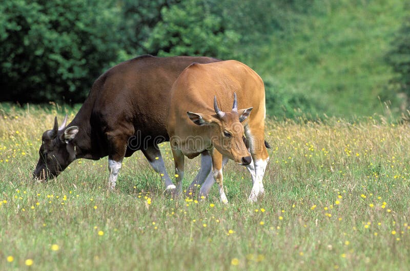 BANTENG Bos Javanicus, MALE and FEMALE Stock Image - Image of ruminant ...