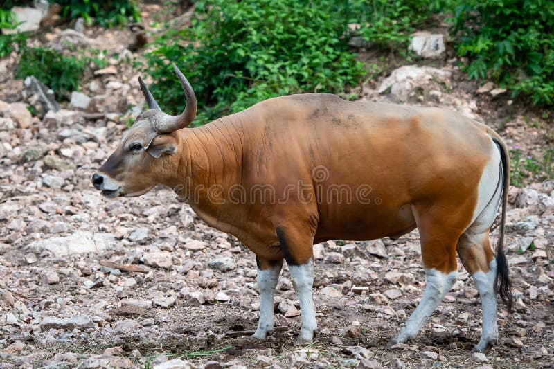 Banteng, Bos javanicus stock image. Image of tembadau - 239217575