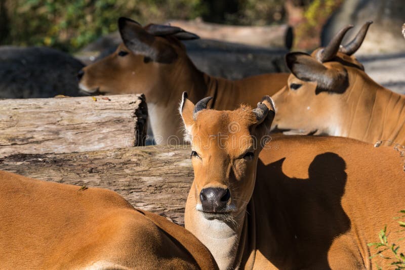 Banteng, Bos Javanicus or Red Bull is a Type of Wild Cattle Stock Image ...