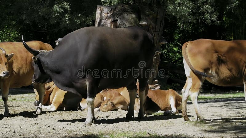 Banteng, Bos Javanicus or Red Bull is a Type of Wild Cattle. Stock ...
