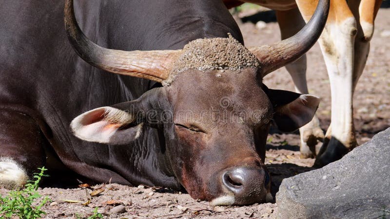 Banteng, Bos Javanicus or Red Bull is a Type of Wild Cattle. Stock ...