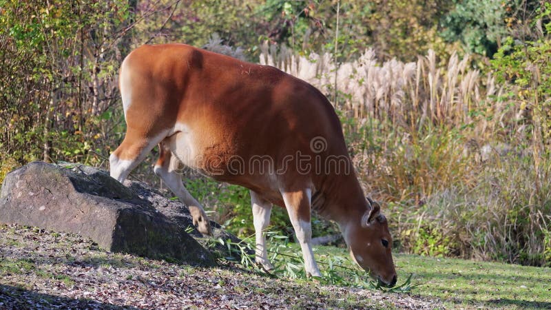 Banteng, Bos Javanicus or Red Bull is a Type of Wild Cattle. Stock ...