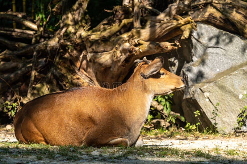 Banteng, Bos Javanicus or Red Bull is a Type of Wild Cattle Stock Photo ...