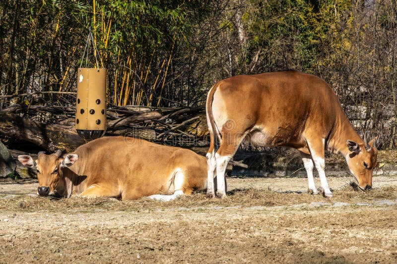Banteng, Bos Javanicus or Red Bull is a Type of Wild Cattle Stock Photo ...