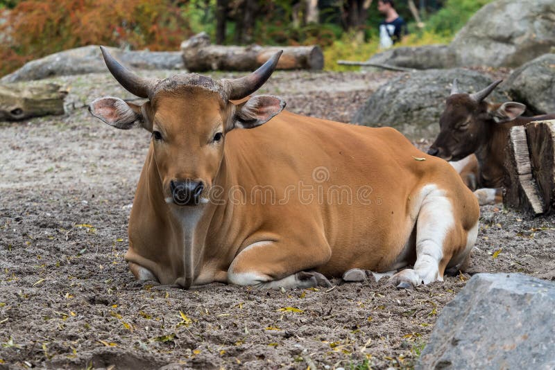 Banteng, Bos Javanicus or Red Bull is a Type of Wild Cattle Stock Image ...