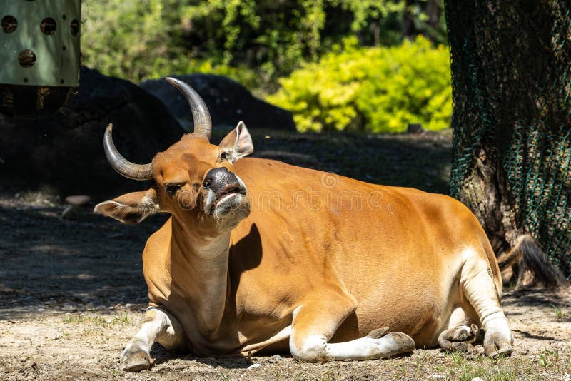 Banteng, Bos Javanicus or Red Bull is a Type of Wild Cattle Stock Photo ...