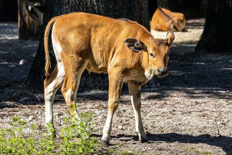 Banteng, Bos Javanicus or Red Bull is a Type of Wild Cattle Stock Photo ...