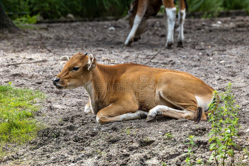 Banteng, Bos Javanicus or Red Bull is a Type of Wild Cattle Stock Photo ...