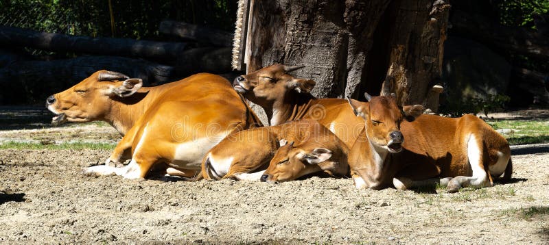Banteng, Bos Javanicus or Red Bull is a Type of Wild Cattle Stock Photo ...