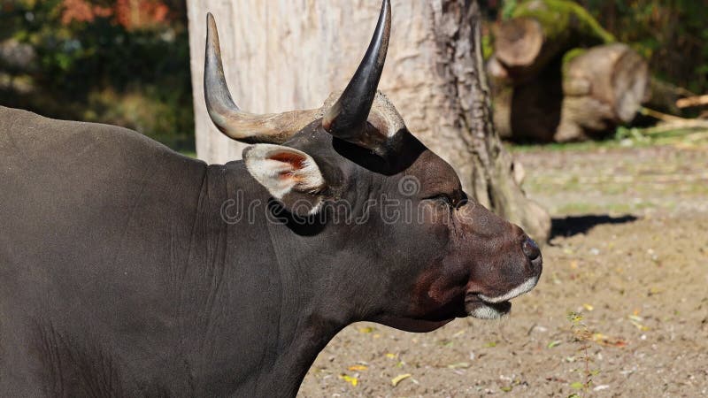 Banteng, Bos Javanicus or Red Bull is a Type of Wild Cattle. Stock ...
