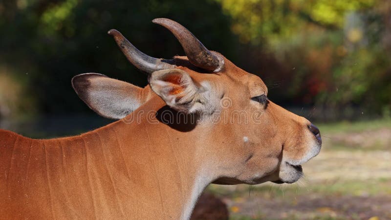 Banteng, Bos Javanicus or Red Bull is a Type of Wild Cattle. Stock ...