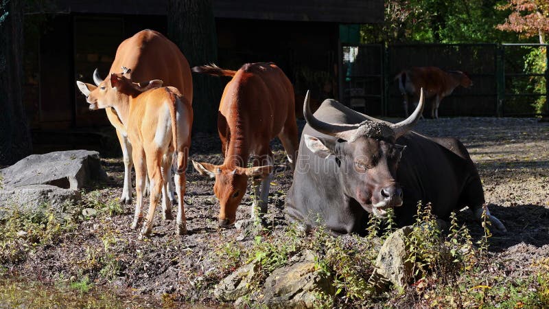 Banteng, Bos Javanicus or Red Bull is a Type of Wild Cattle. Stock ...