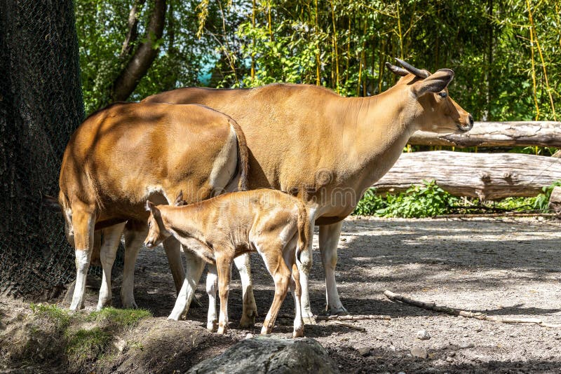 Banteng, Bos Javanicus or Red Bull is a Type of Wild Cattle Stock Image ...