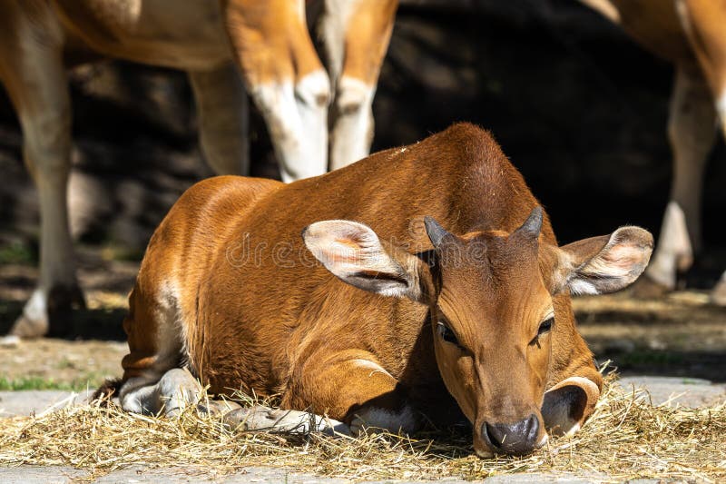 Banteng, Bos Javanicus or Red Bull is a Type of Wild Cattle Stock Image ...
