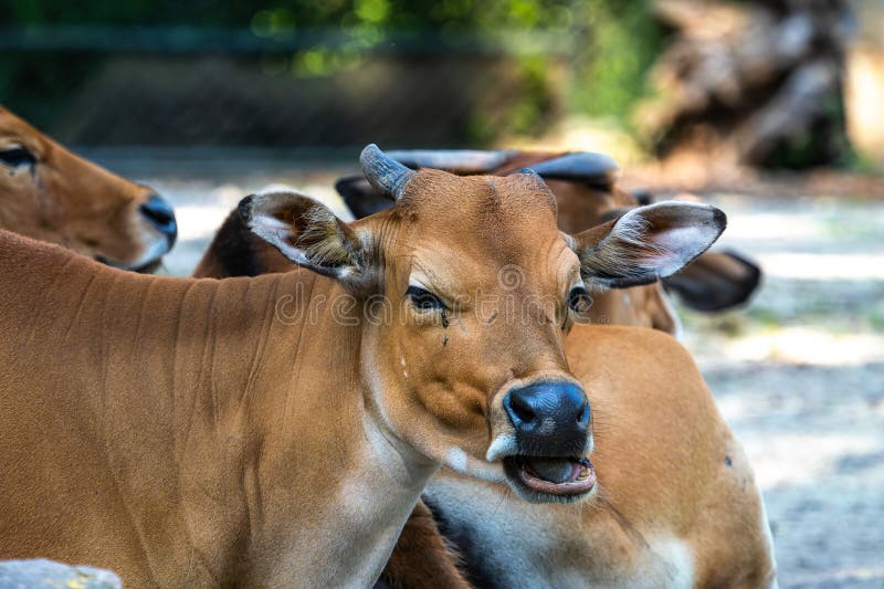 Banteng, Bos Javanicus or Red Bull is a Type of Wild Cattle Stock Image ...