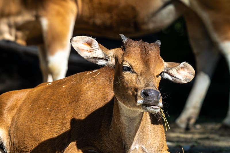 Banteng, Bos Javanicus or Red Bull is a Type of Wild Cattle Stock Image ...