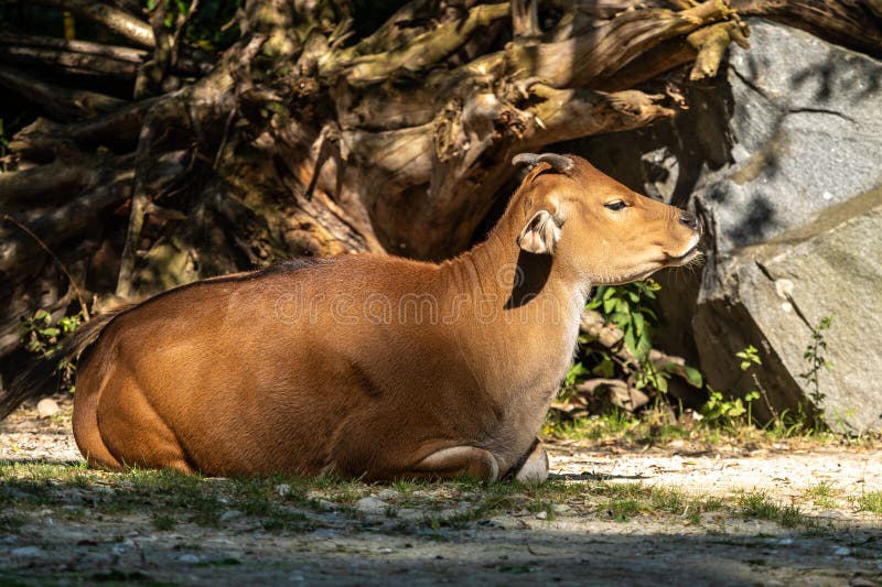 Banteng, Bos Javanicus or Red Bull is a Type of Wild Cattle Stock Photo ...