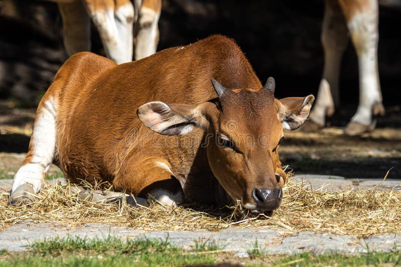 Banteng, Bos Javanicus or Red Bull is a Type of Wild Cattle Stock Image ...