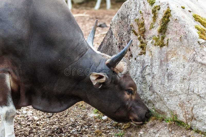 Banteng, Bos Javanicus or Red Bull is a Type of Wild Cattle Stock Photo ...