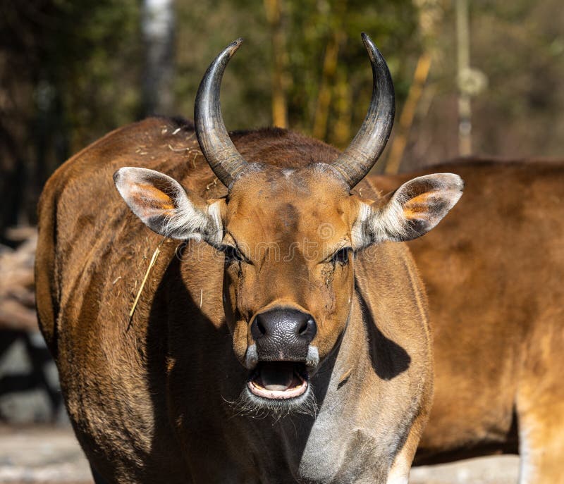 Banteng, Bos Javanicus or Red Bull is a Type of Wild Cattle Stock Image ...