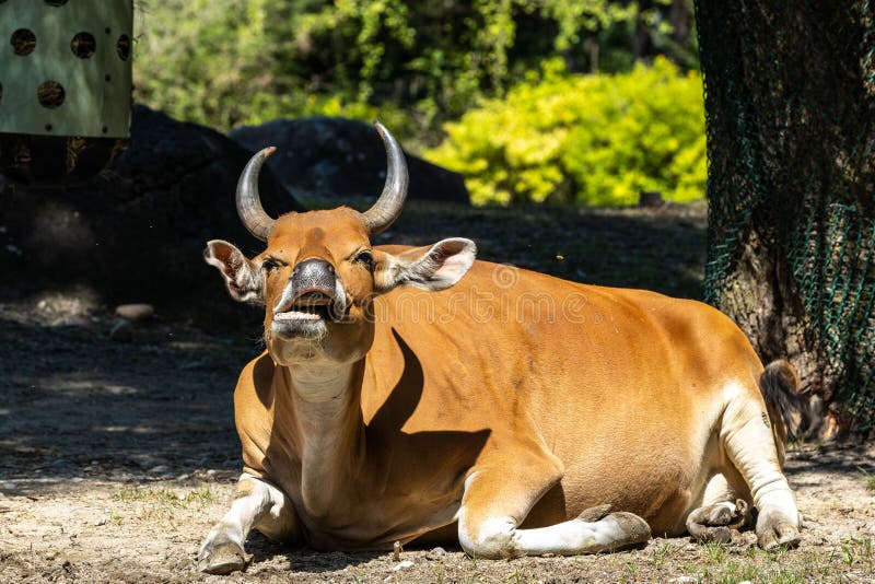 Banteng, Bos Javanicus or Red Bull is a Type of Wild Cattle Stock Image ...
