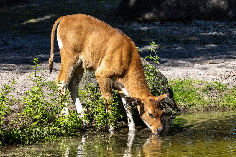 Banteng, Bos Javanicus or Red Bull is a Type of Wild Cattle Stock Photo ...