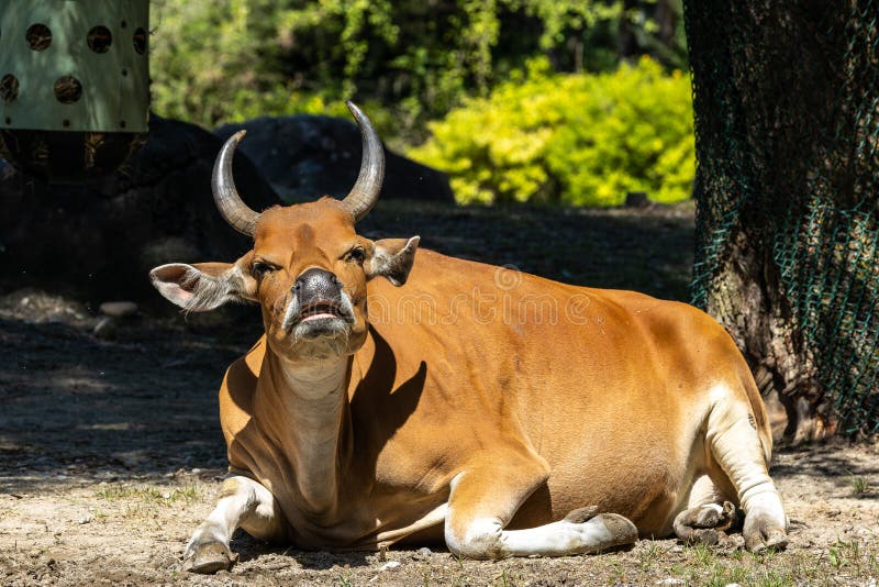 Banteng, Bos Javanicus or Red Bull is a Type of Wild Cattle Stock Photo ...