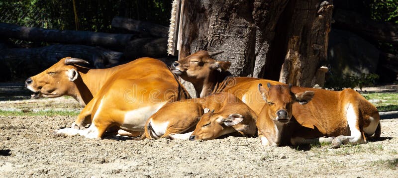 Banteng, Bos Javanicus or Red Bull is a Type of Wild Cattle Stock Image ...