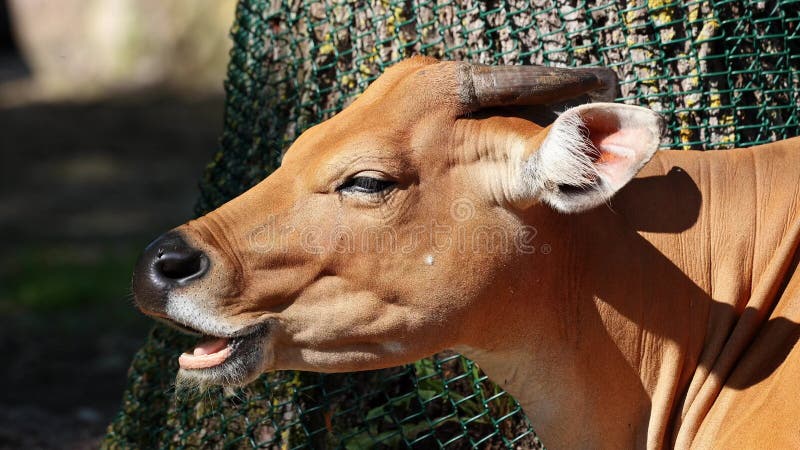 Banteng, Bos Javanicus or Red Bull is a Type of Wild Cattle. Stock ...