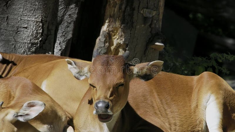 Banteng, Bos Javanicus or Red Bull is a Type of Wild Cattle. Stock ...