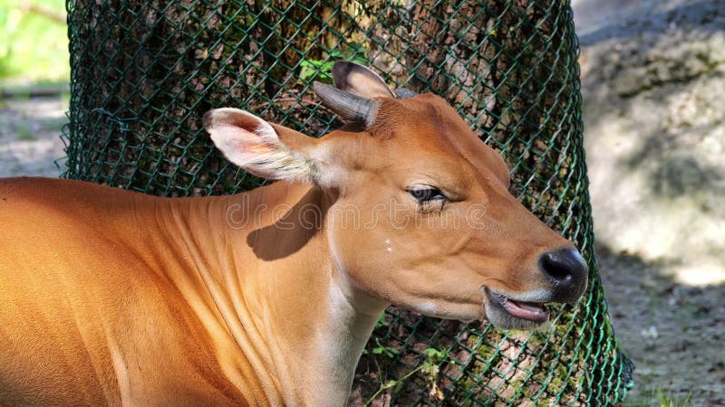 Banteng, Bos Javanicus or Red Bull is a Type of Wild Cattle. Stock ...