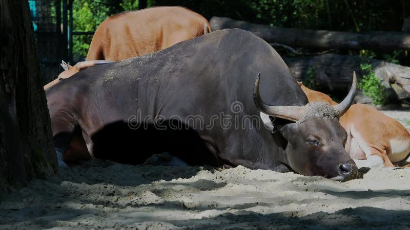 Banteng, Bos Javanicus or Red Bull is a Type of Wild Cattle. Stock ...