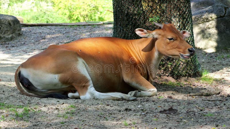 Banteng, Bos Javanicus or Red Bull is a Type of Wild Cattle. Stock ...