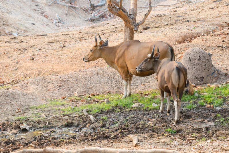Banteng (Bos javanicus) stock image. Image of outdoor - 70348783