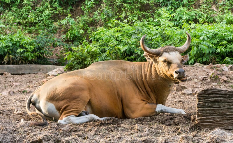 Banteng (Bos javanicus) stock image. Image of wild, animal - 46964643