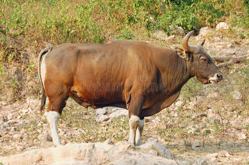 Banteng or Red Bull stock photo. Image of field, large - 34426578