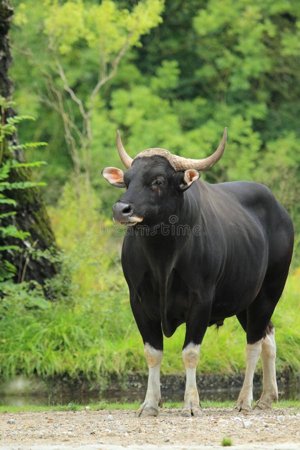 Banteng or Red Bull stock photo. Image of field, large - 34426578