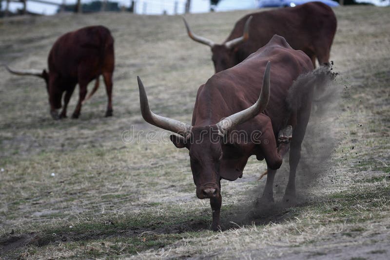 Banteng or Red Bull stock image. Image of wildlife, cattle - 16011853