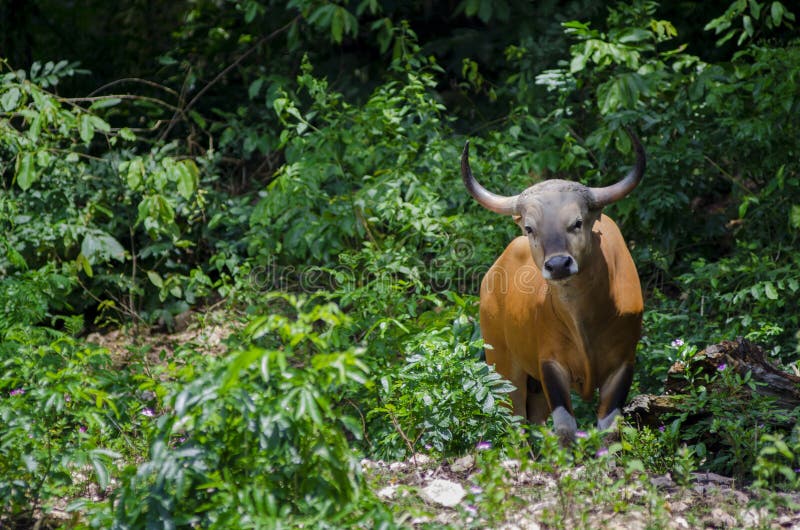 Banteng bull stock image. Image of zoology, grass, outdoor - 46948709